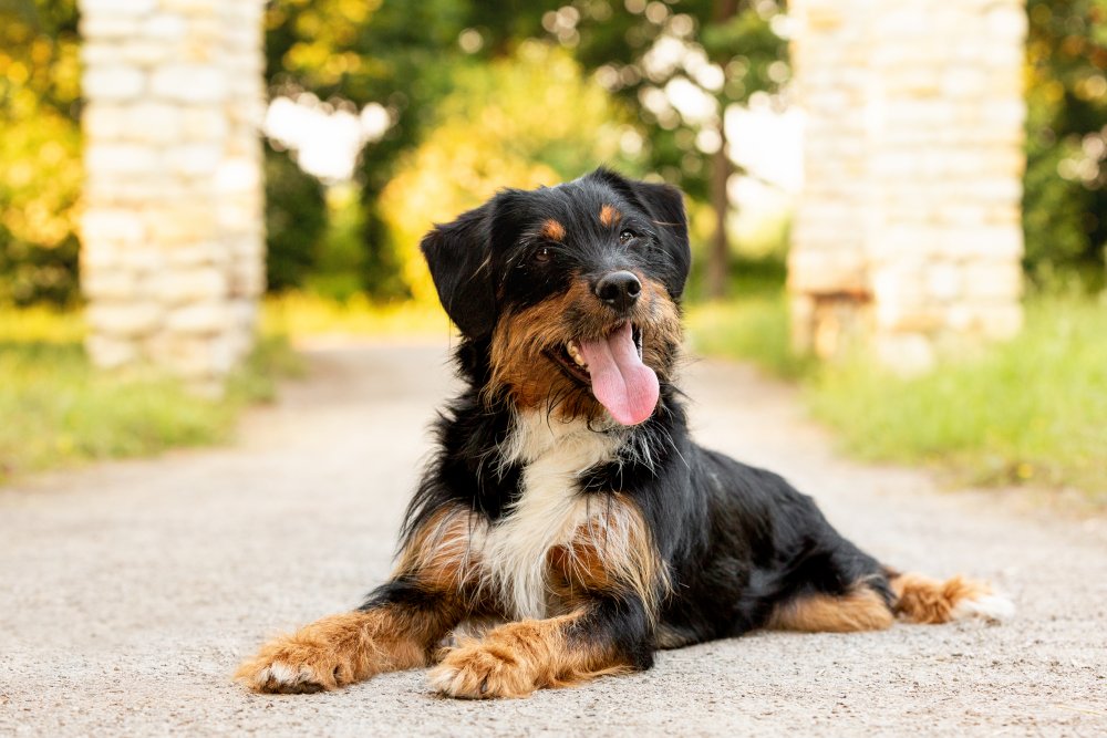 Kříženec :: Martina Burianová